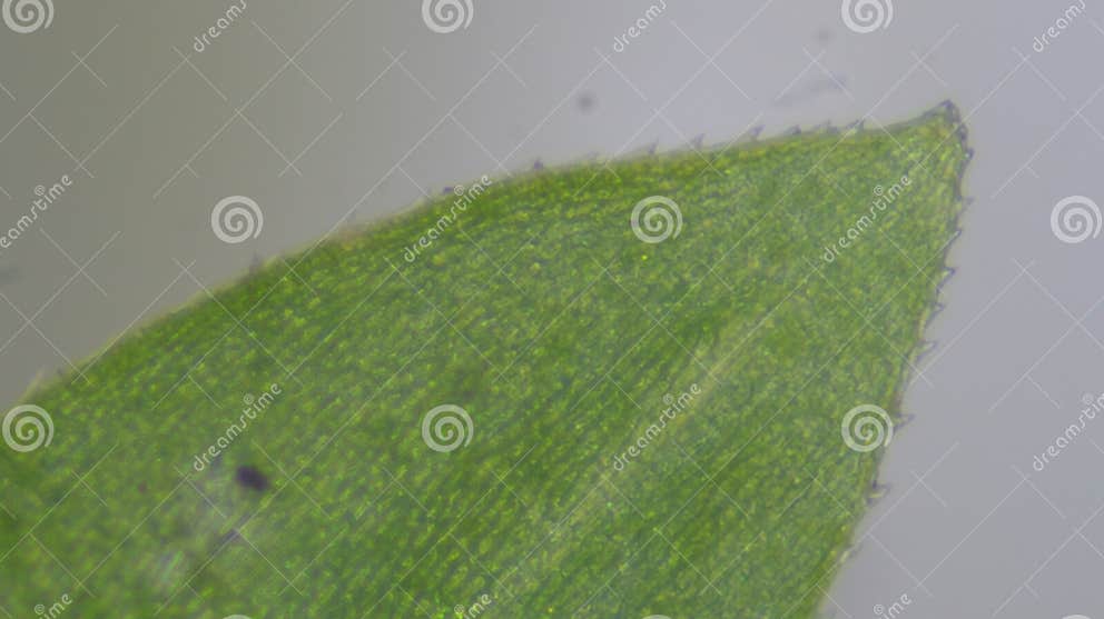 Elodea Canadensis Leaf Under Microscope at 300x Magnification Stock ...