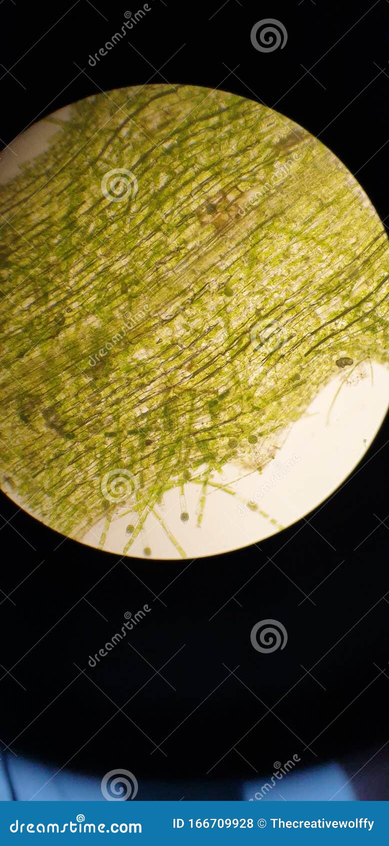 Elodea Canadiensis Under Microscope Stock Photo - Image of leaf ...