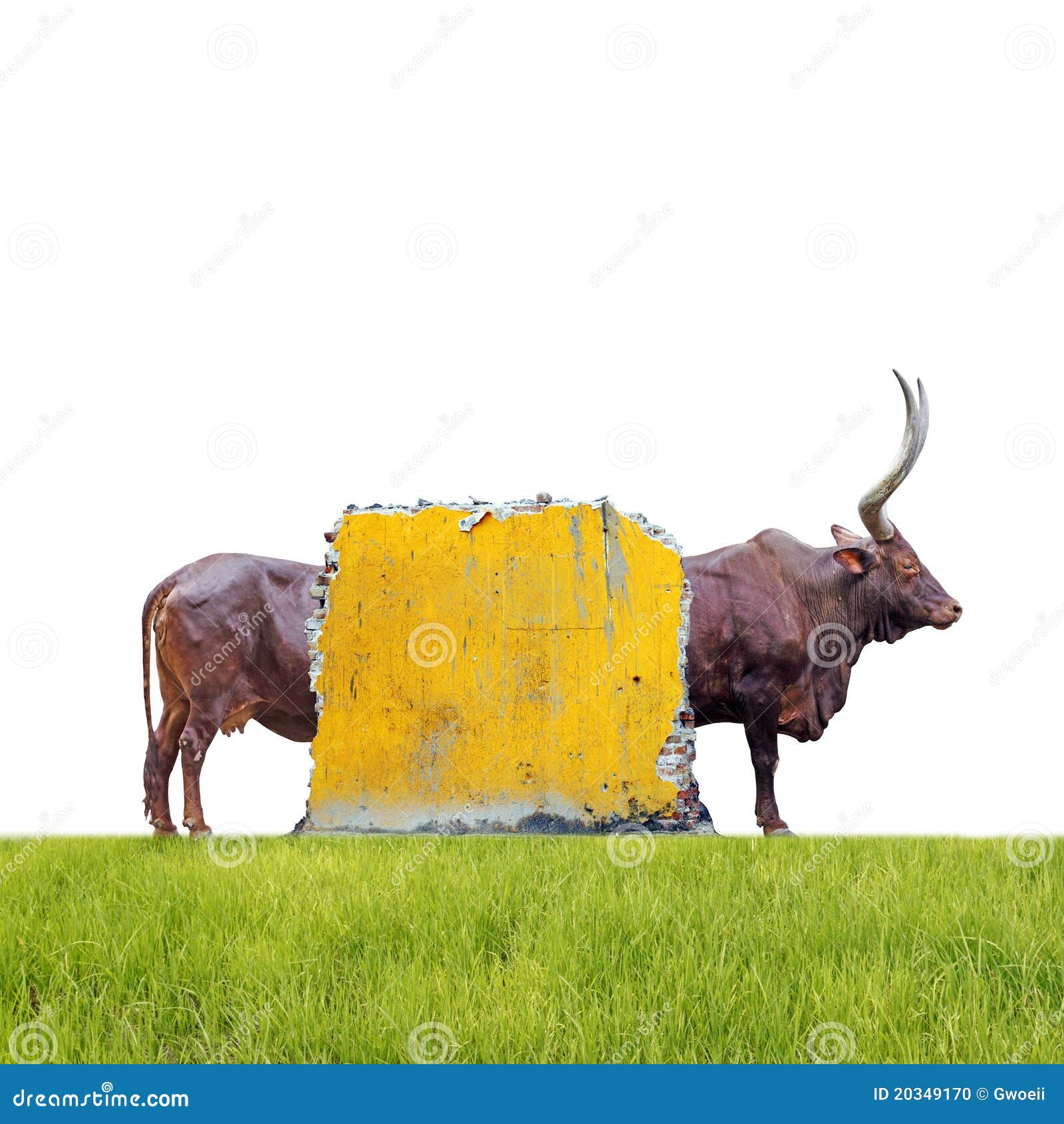 Elongated bull. stock photo. Image of cattle, beef, bullish - 20349170