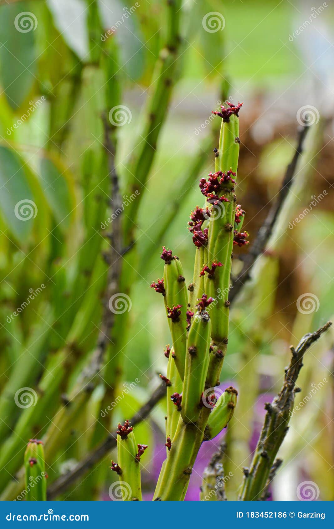 Elongated Cactus with Small Reddish Flowers. Stock Photo - Image of ...