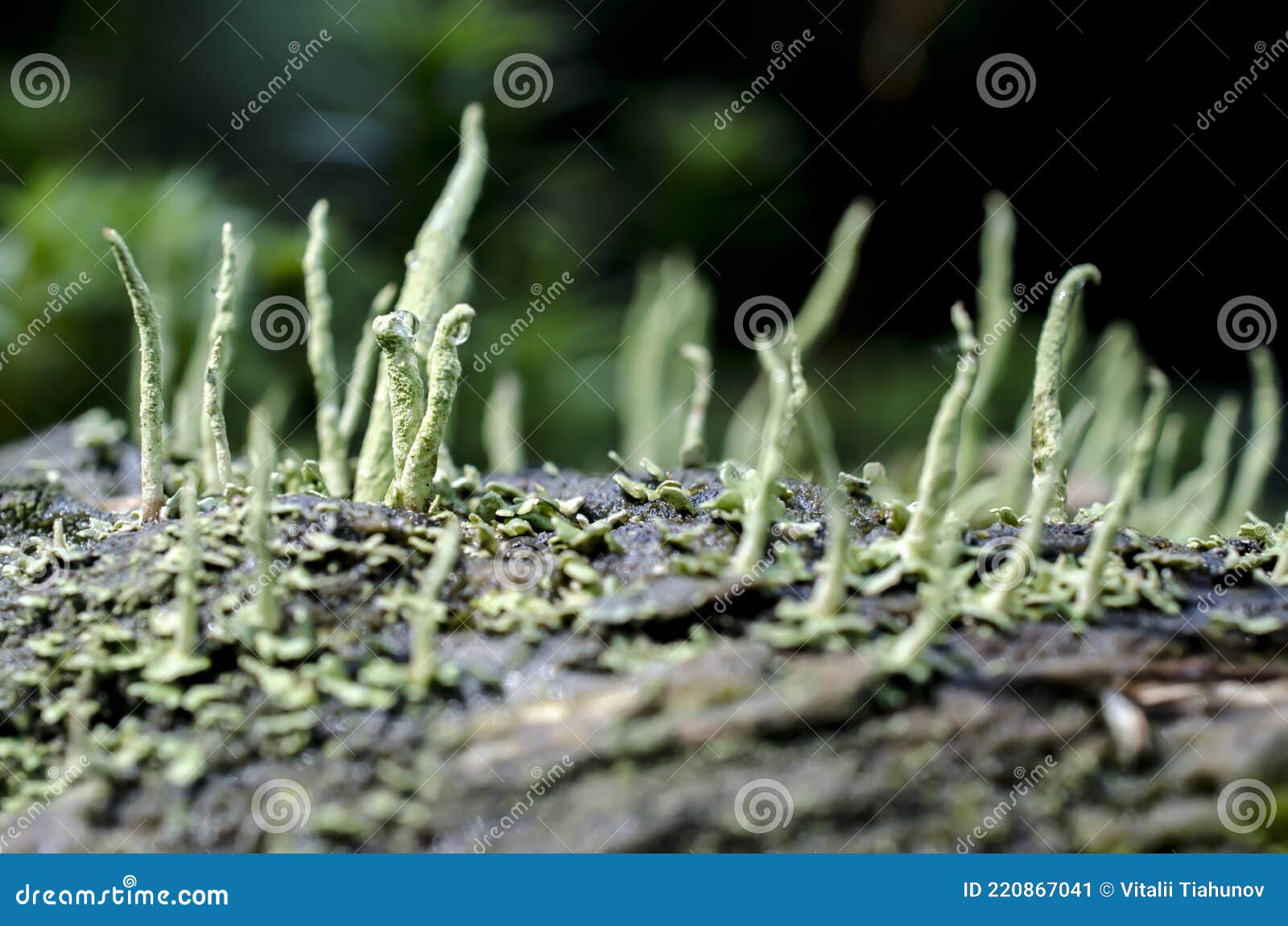Elongated Green Growths on Tree Bark Stock Image - Image of close ...