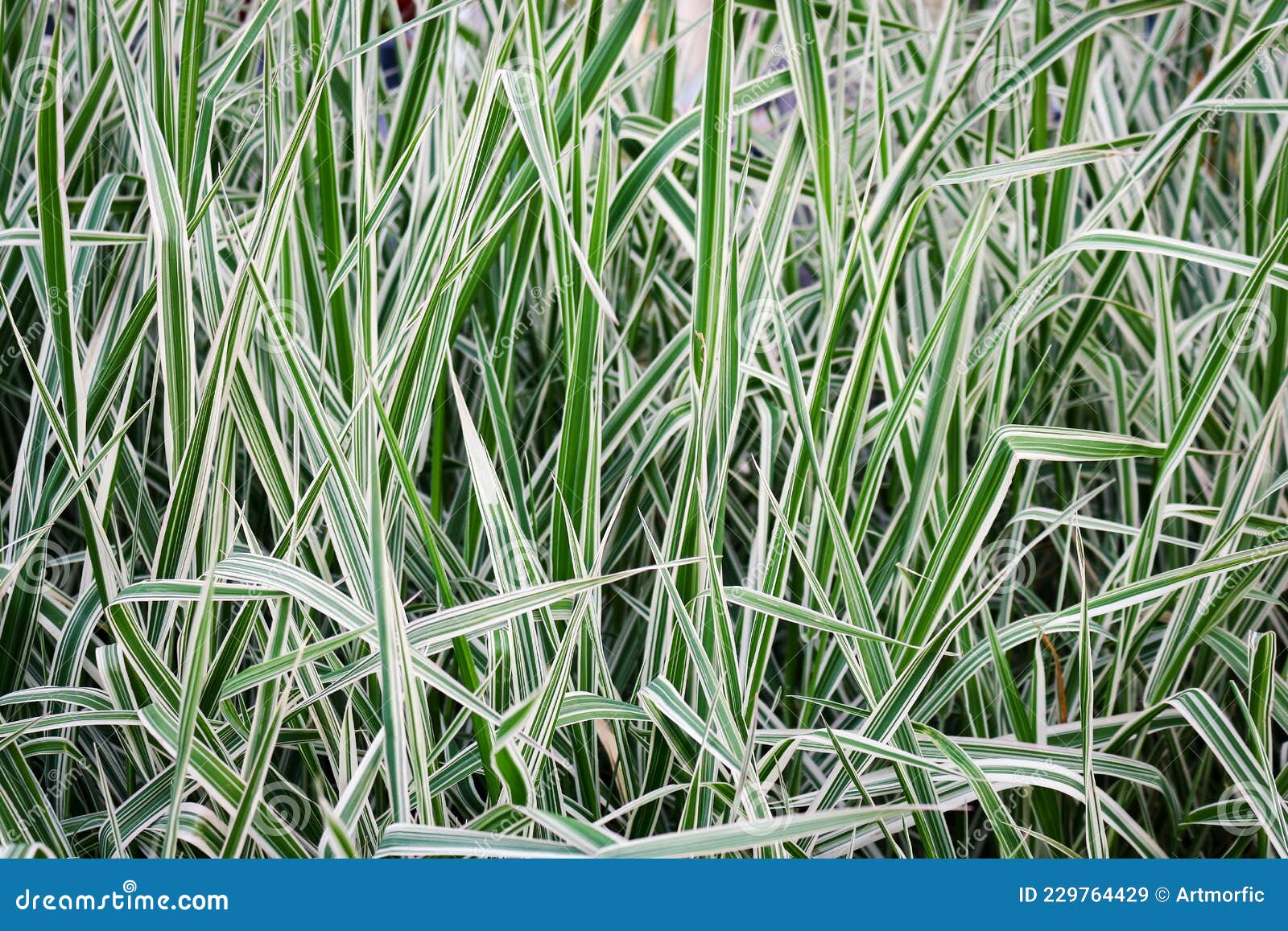 Elongated Light Fresh Green Shaggy Grass Backdrop Stock Image - Image ...