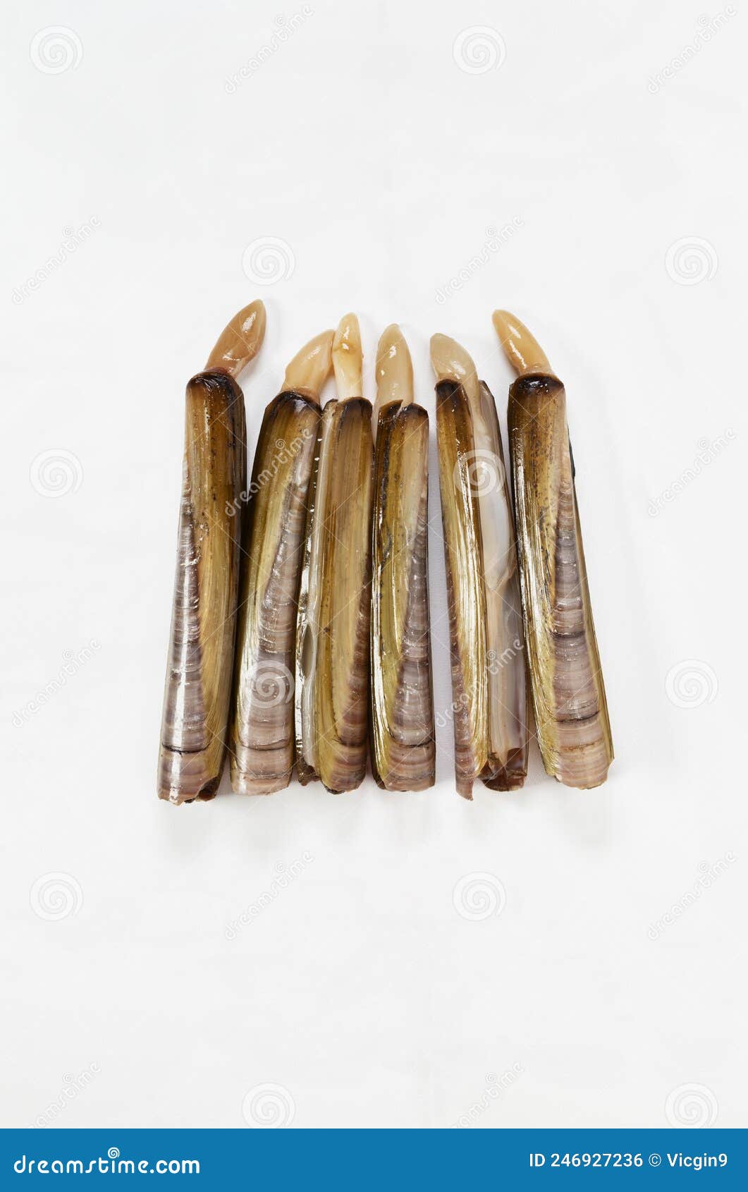 Grooved Razor Shell on White Background Stock Photo - Image of solen ...