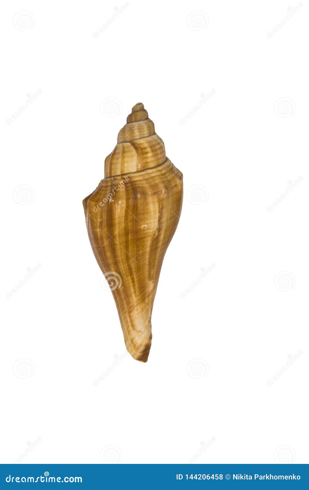 Elongated Shell on White Background Stock Photo - Image of macro, beach ...