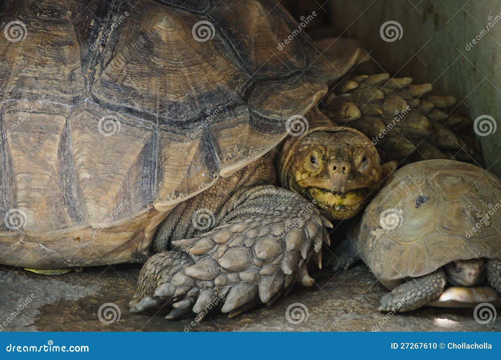 Elongated Tortoise stock photo. Image of shell, tortoise - 27267610
