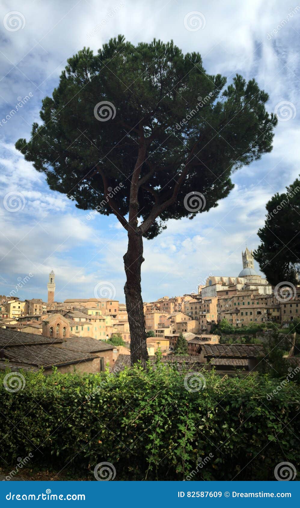 Elongated tree stock image. Image of elongated, extended - 82587609