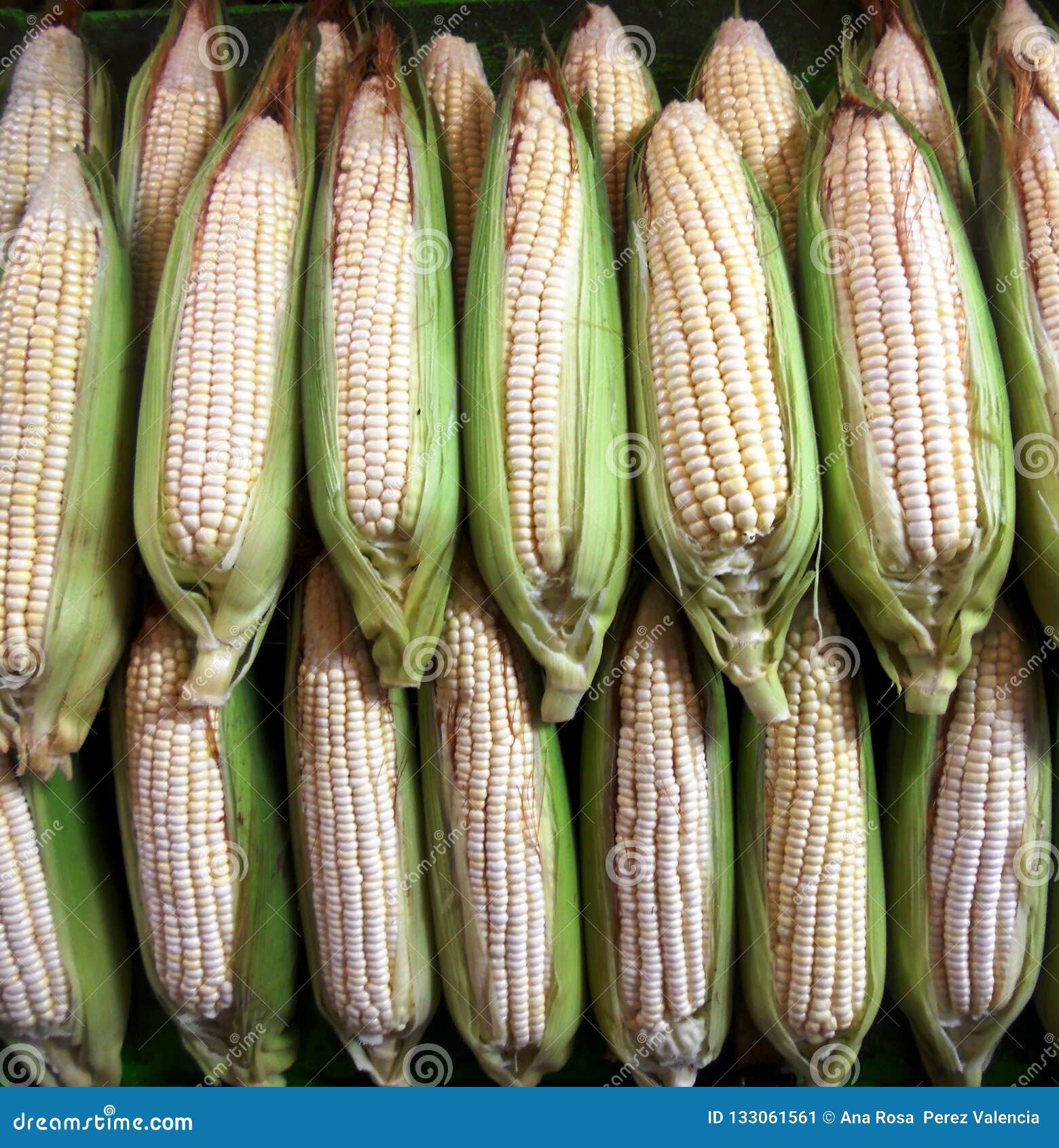 Elotes imagen de archivo. Imagen de granos, blanco, envuelto - 133061561