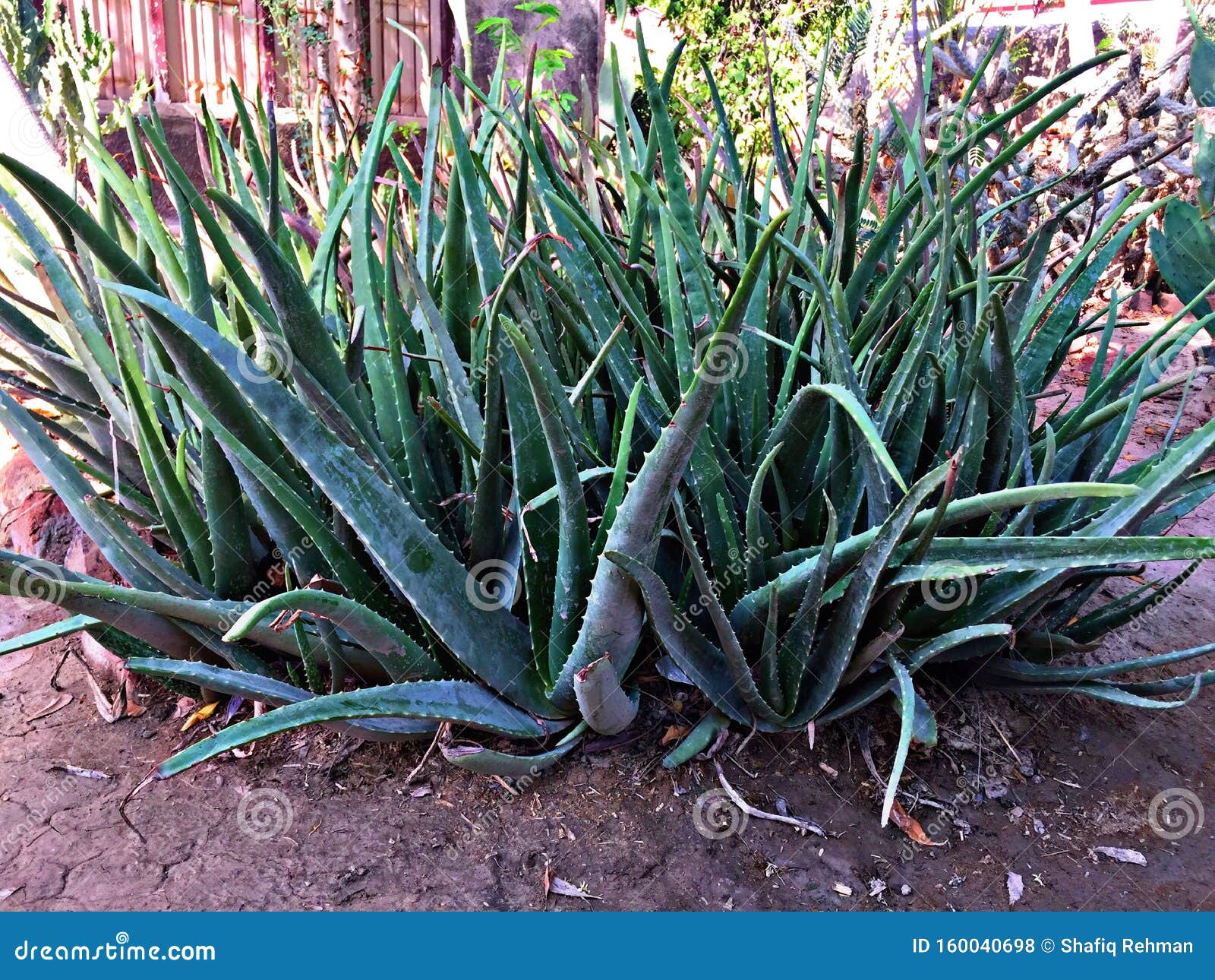 Elovera many plants stock photo. Image of elovera, meny - 160040698