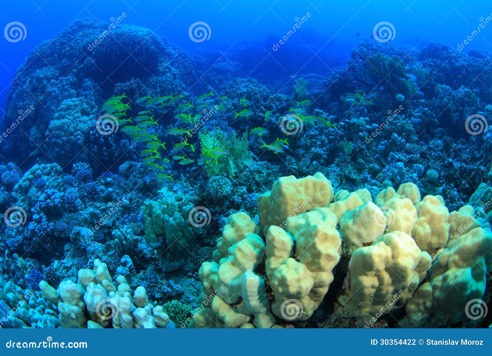 Elphinstone Reefâ€¬ stock photo. Image of wildlife, color - 30354422