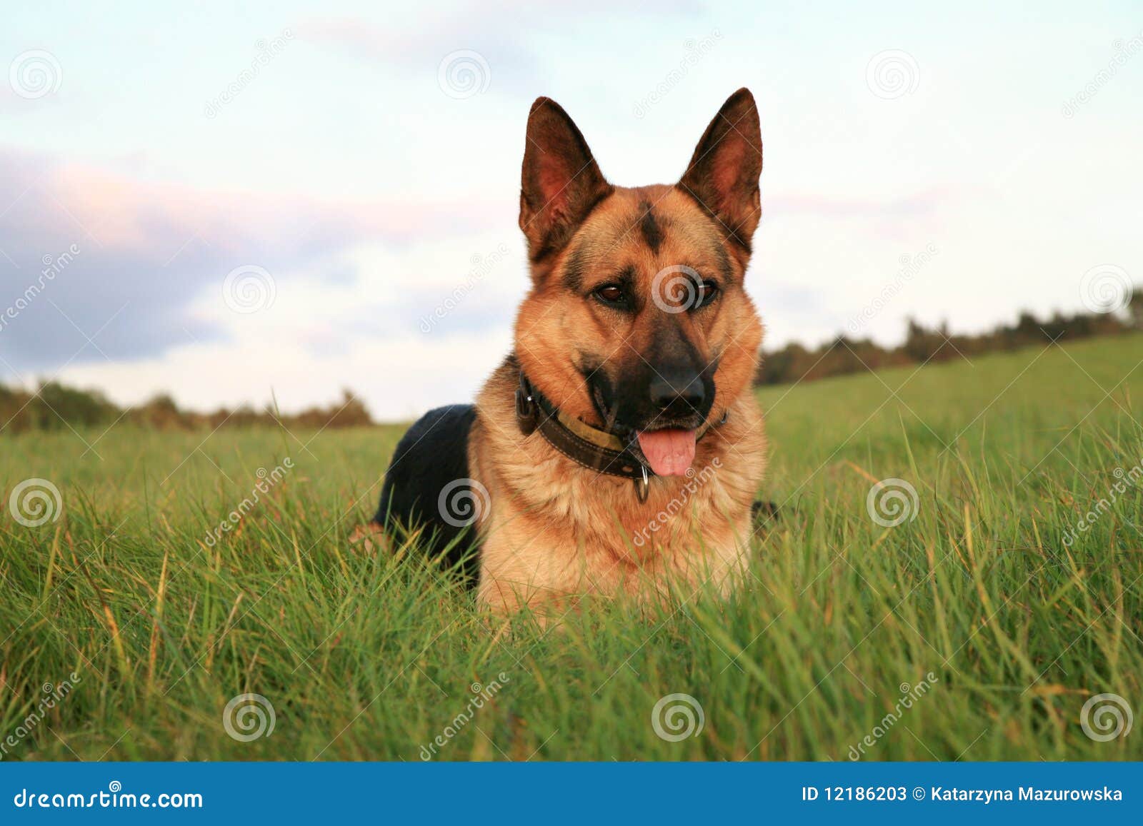 Elsässer (Schäferhund-Hund) Stockbild - Bild von glücklich, betriebe ...
