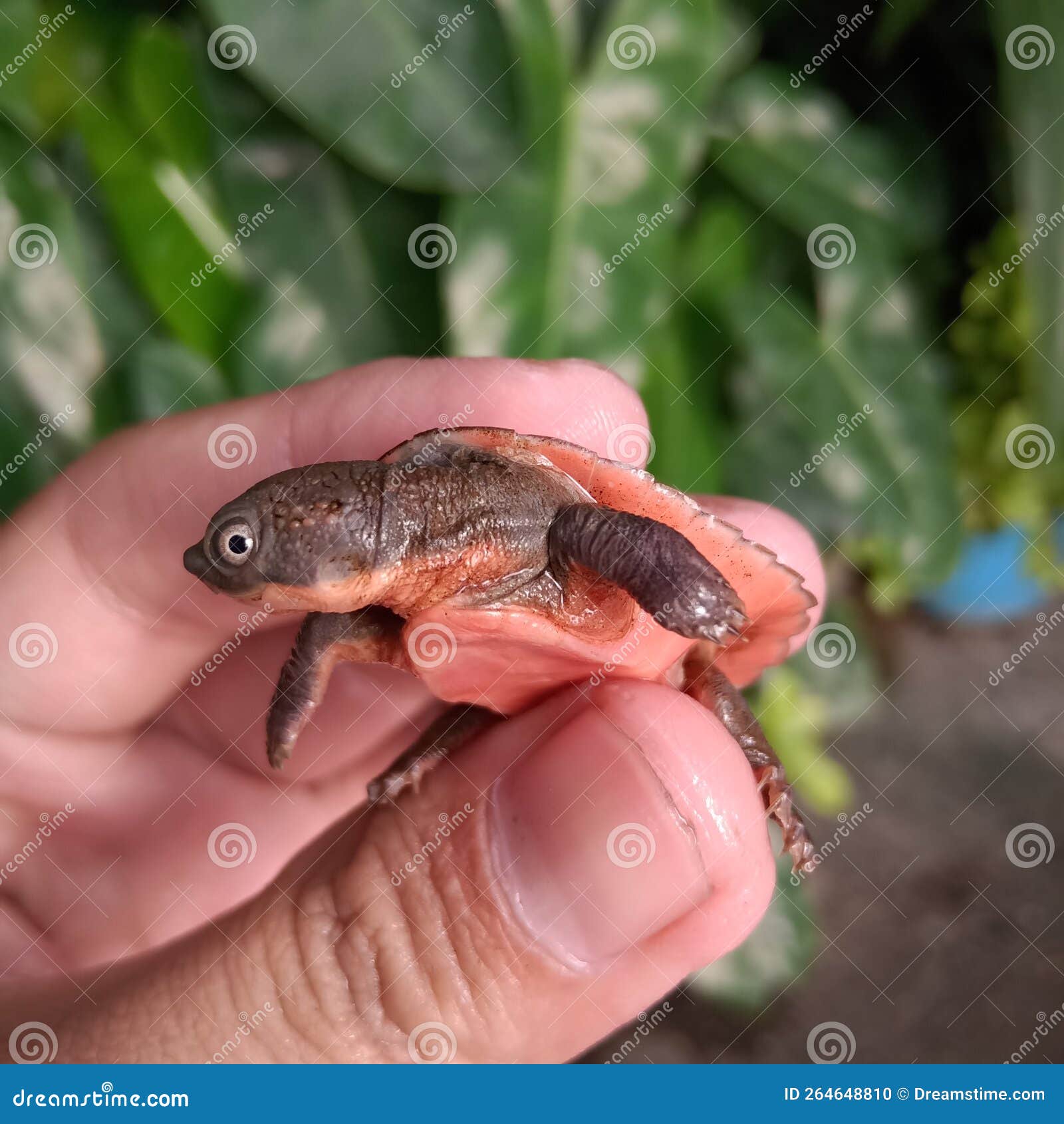 Elseya Schultzei Turtle Super Red Stock Photo - Image of turtle, animal ...