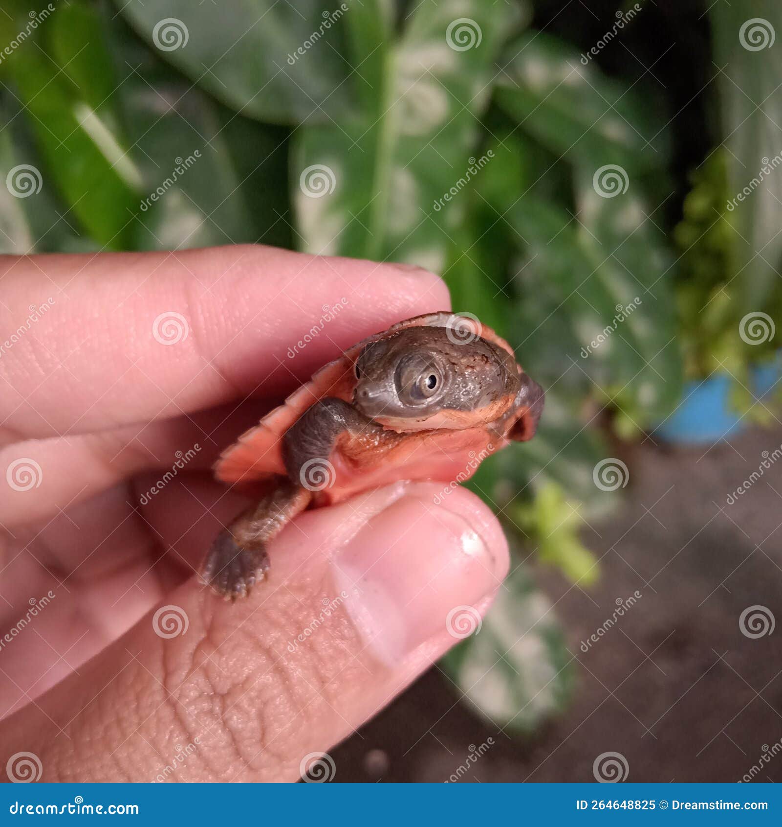 Elseya Schultzei Turtle Super Red Stock Image - Image of turtle, finger ...