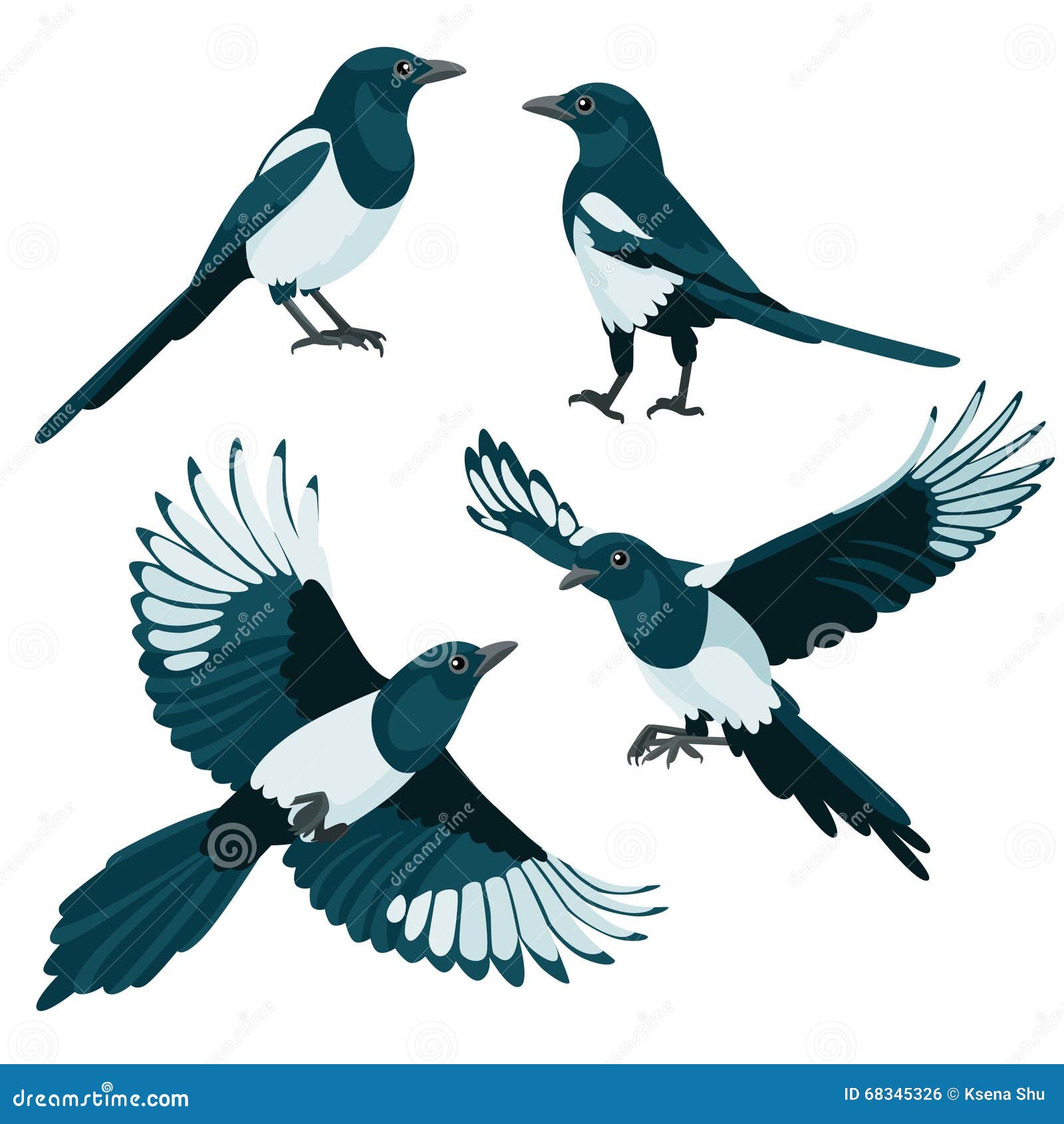 Elster Auf Weißem Hintergrund Vektor Abbildung - Illustration von tier ...