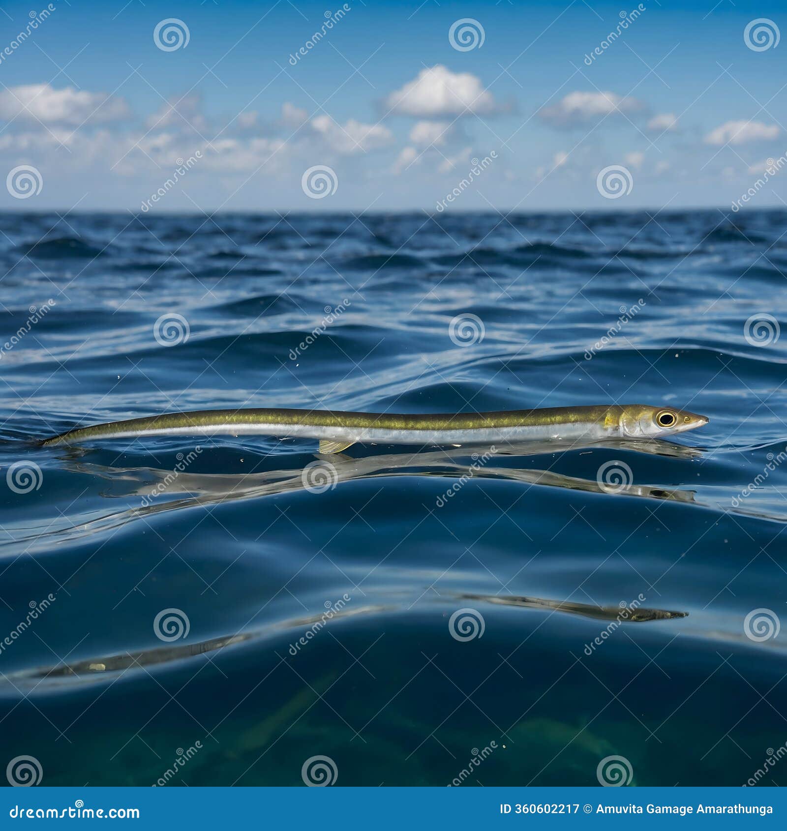 Elusive Atlantic Needlefish Darting among Fish, Forming a Bold ...