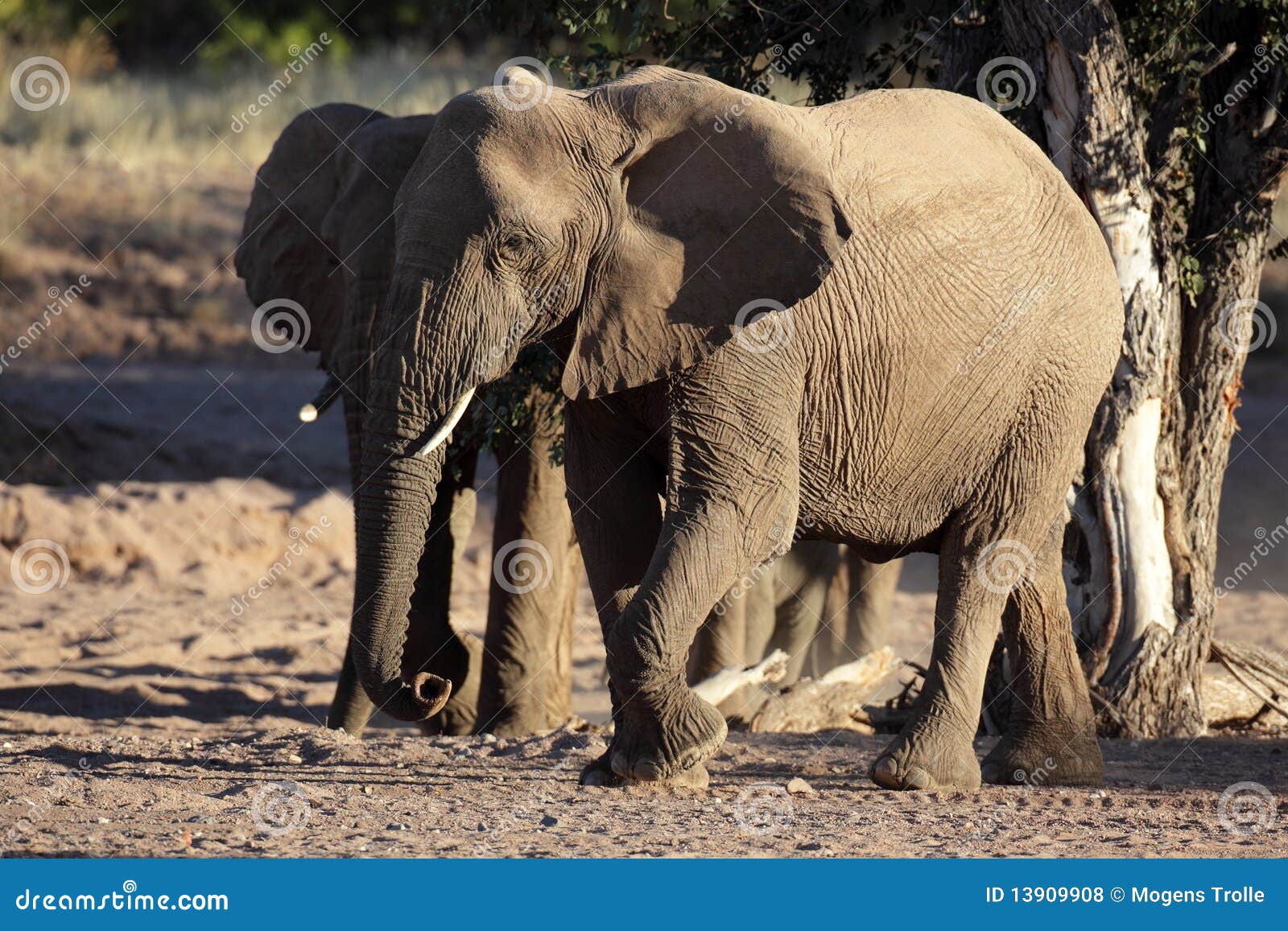 Elusive Desert Elephant of Namibian Stock Photo - Image of animal ...