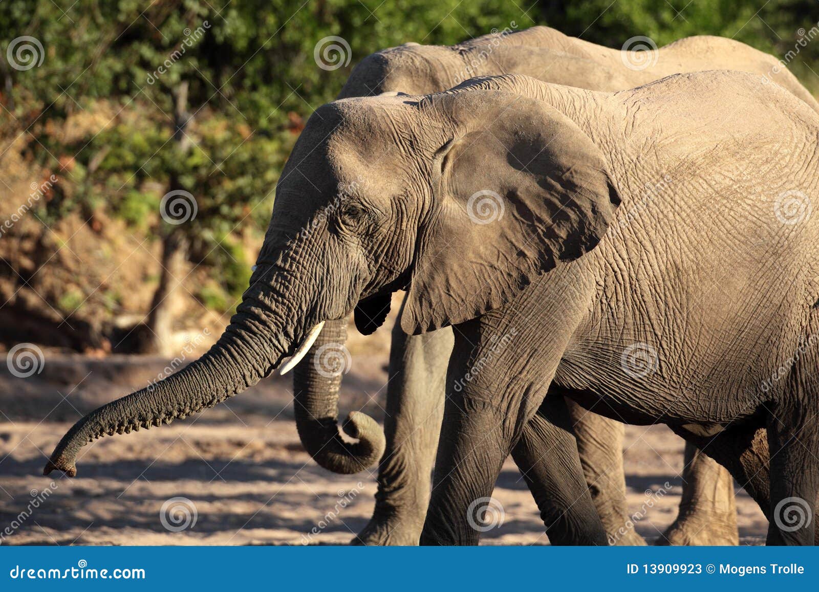 Elusive Desert Elephants of Namibian Stock Image - Image of desert ...