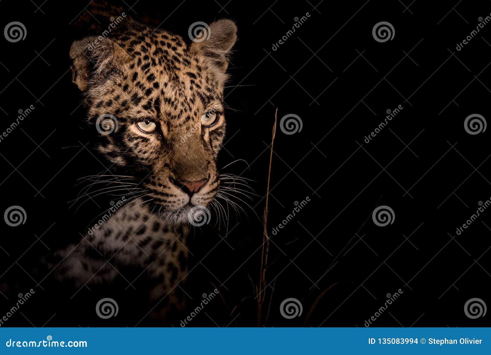 Elusive leopard at night stock photo. Image of beautiful - 135083994