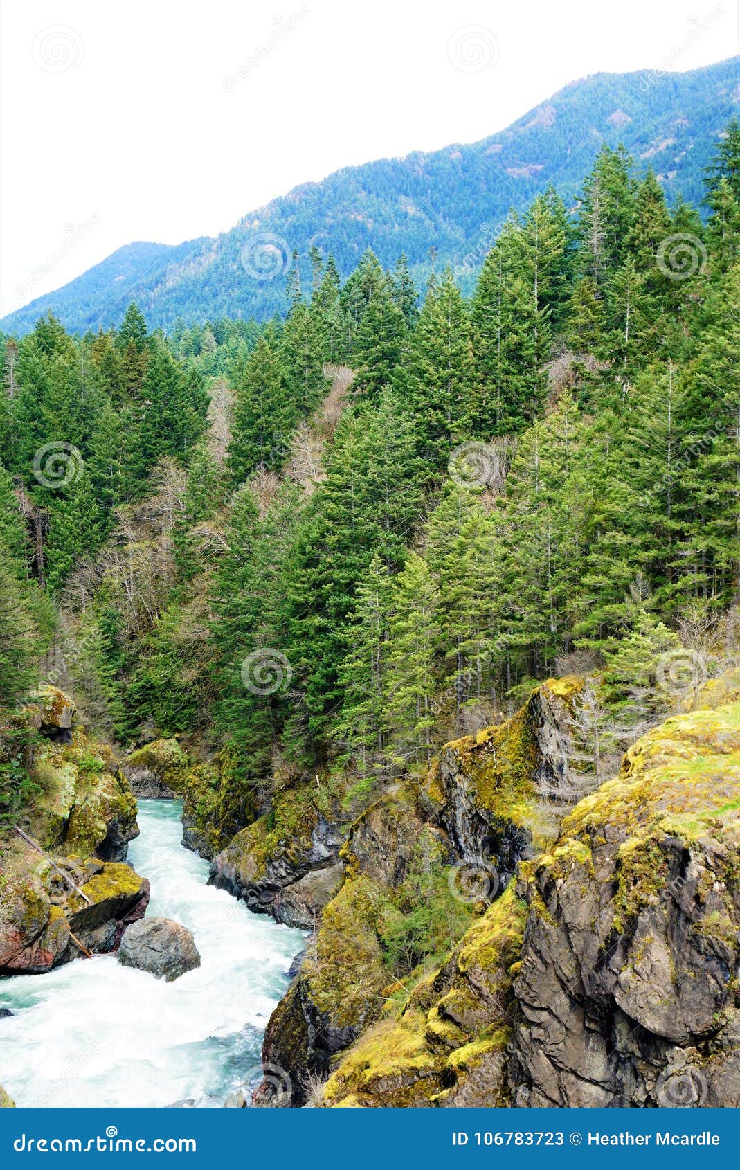Raging Torrent Drains in the Elwha Watershed Stock Image - Image of ...