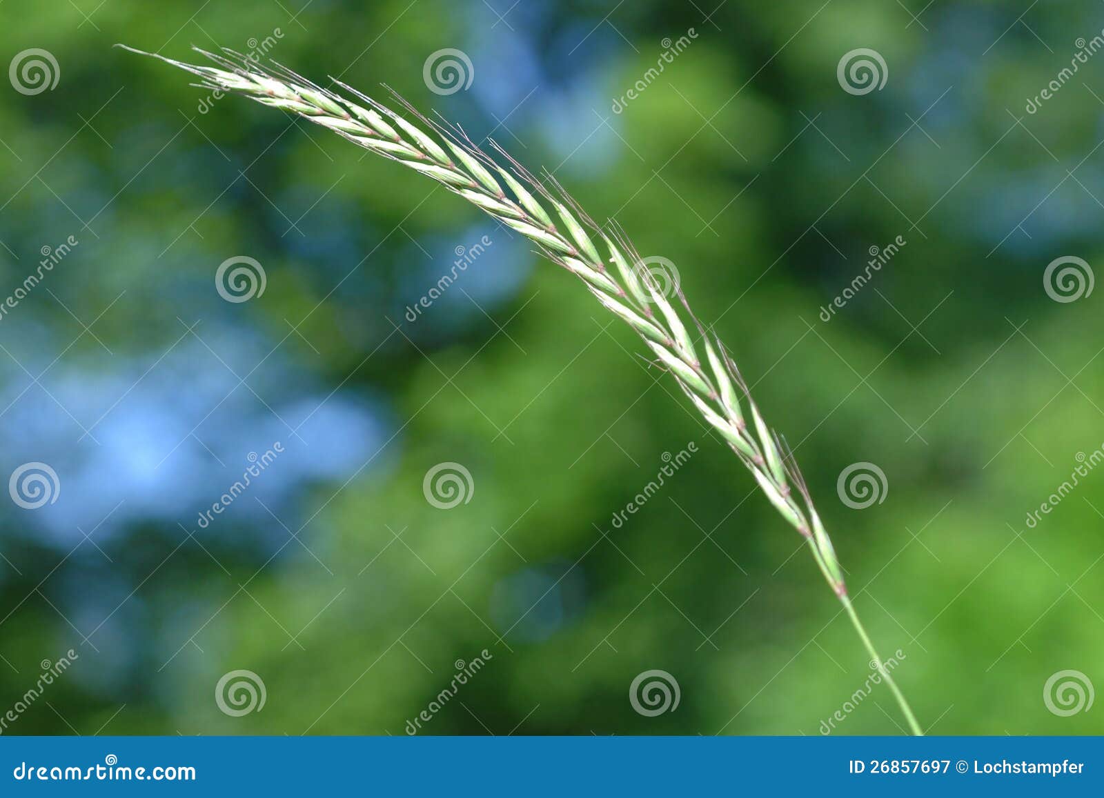 Elymus hispidus stock image. Image of poaceae, hispidus - 26857697