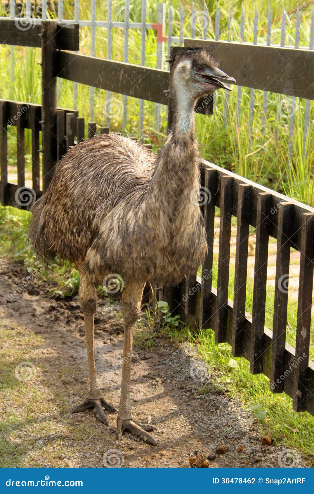 Emú en parque zoológico foto de archivo. Imagen de acercamiento - 30478462