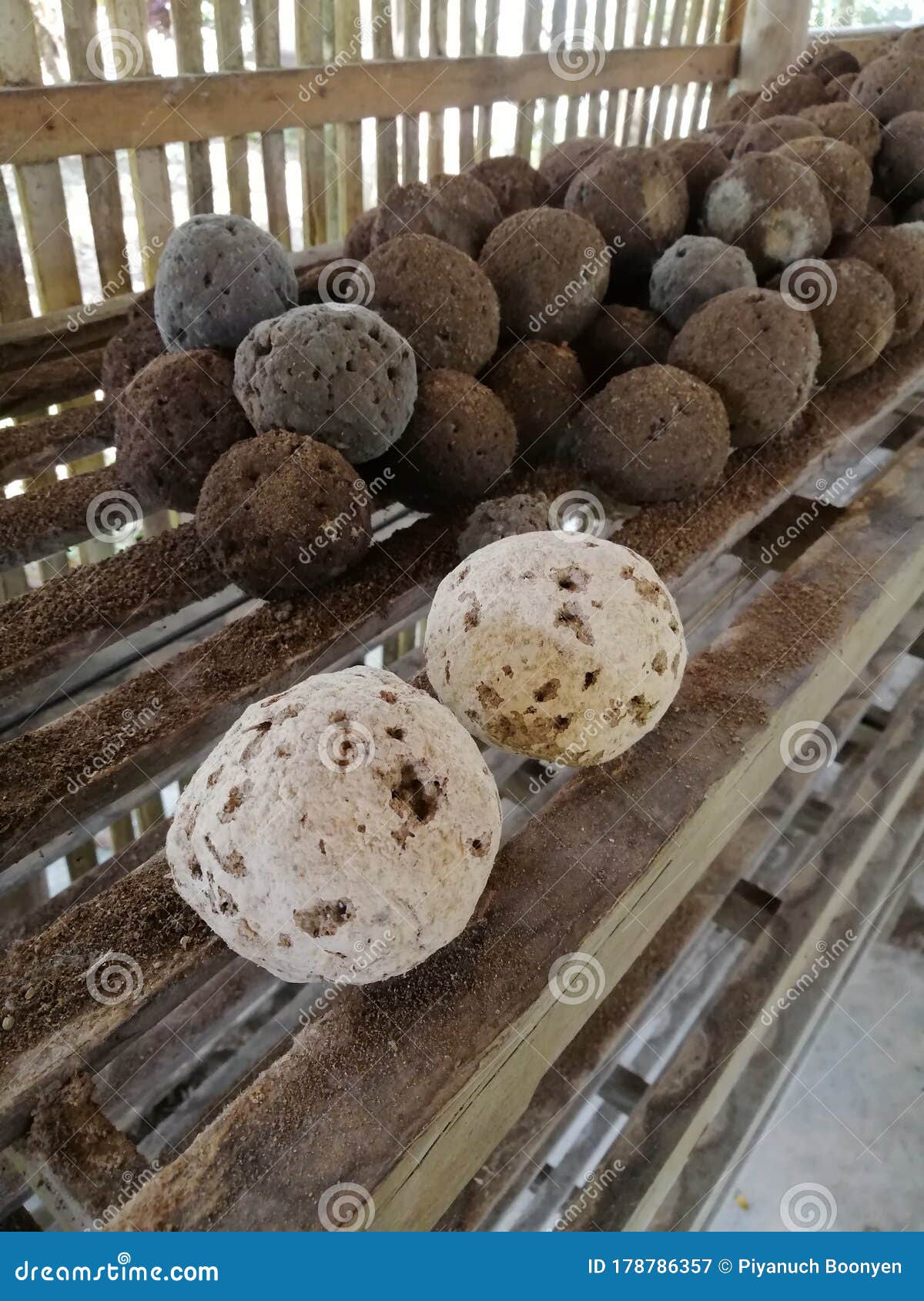 EM Mudballs or Effective Microorganism Mudballs Stock Image - Image of ...