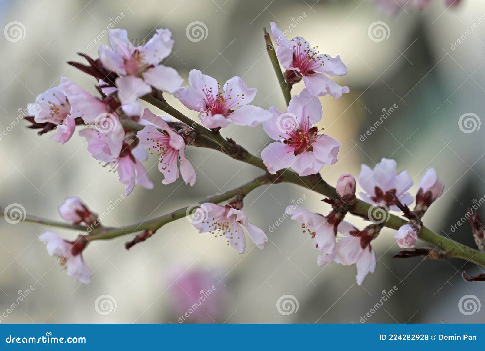 Em Pleno Florescimento Na Flor Do Pêssego Foto de Stock - Imagem de ...