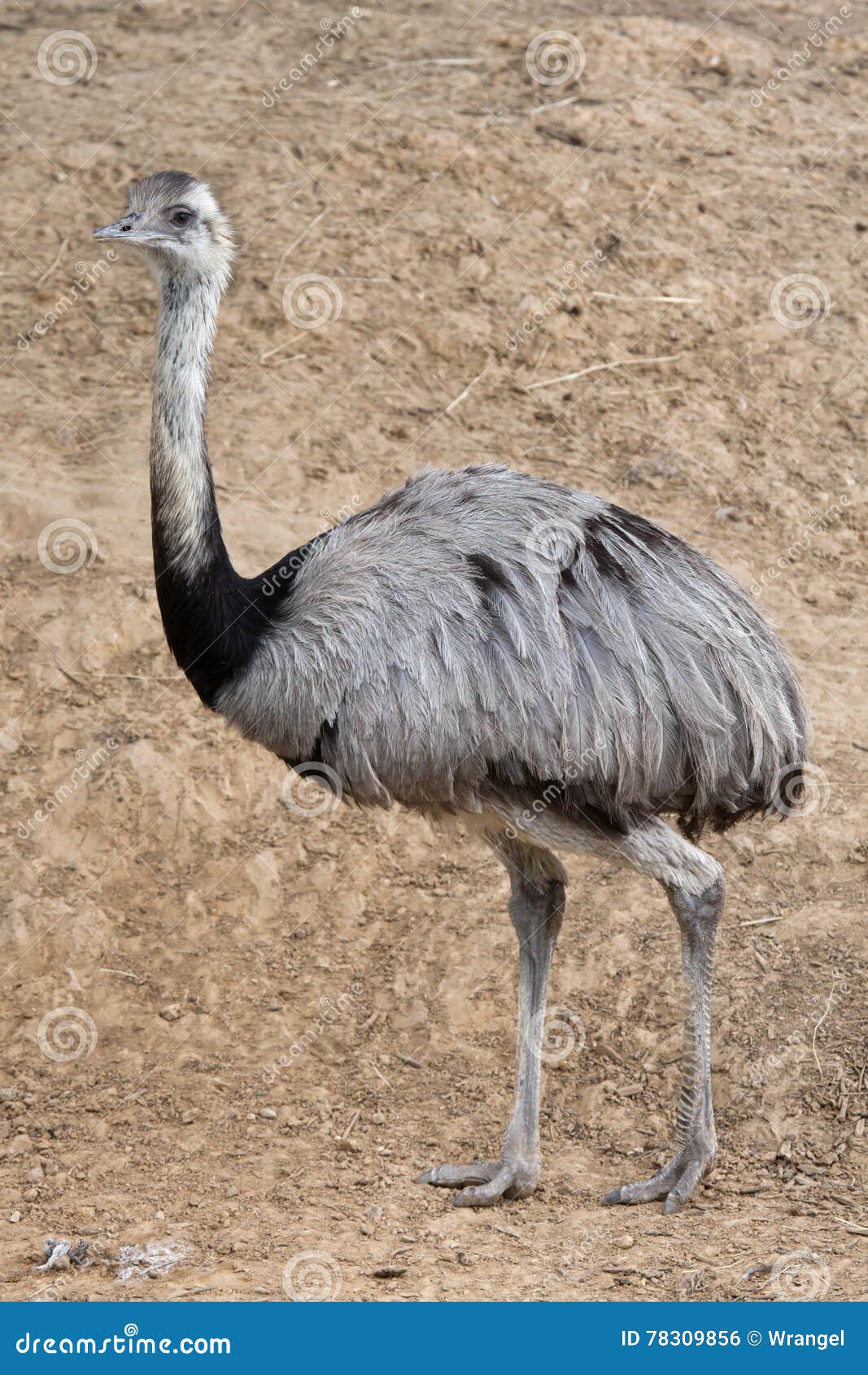 Ema De Darwin & Pennata Do Ema Foto de Stock - Imagem de patagonia ...