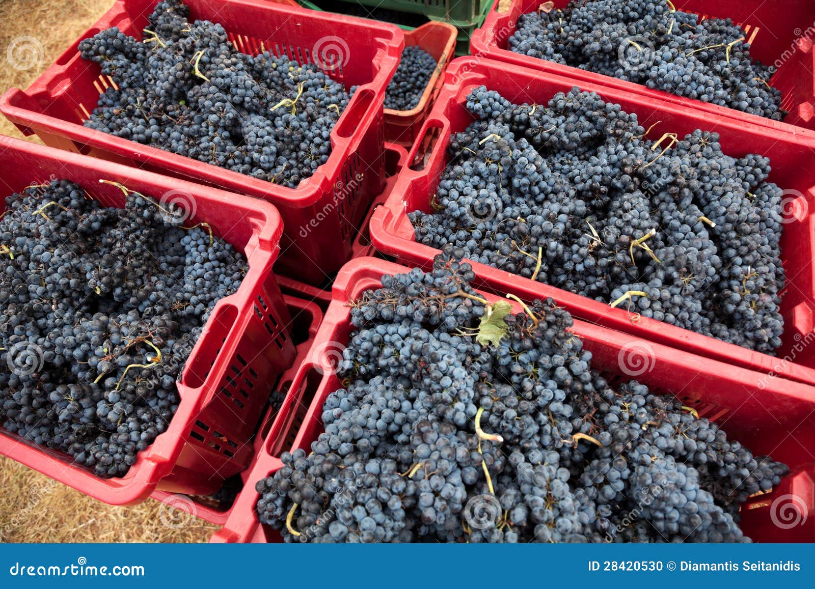 Embalajes Por Completo De Uvas Foto de archivo - Imagen de dulce ...