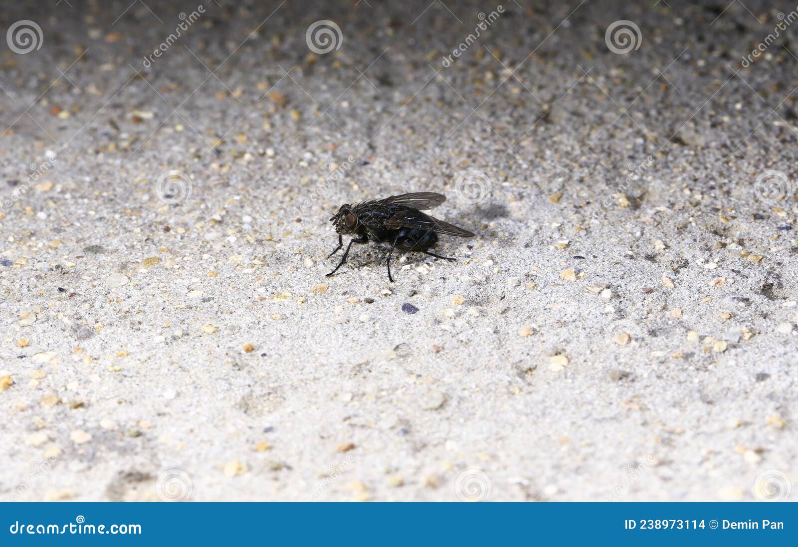 Embalmed, Taken in the Wild Stock Photo - Image of insect, small: 238973114