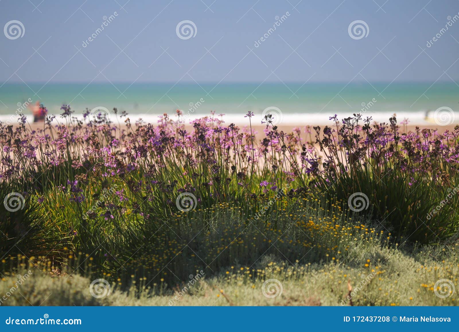 Embankment with flowers stock photo. Image of flower - 172437208
