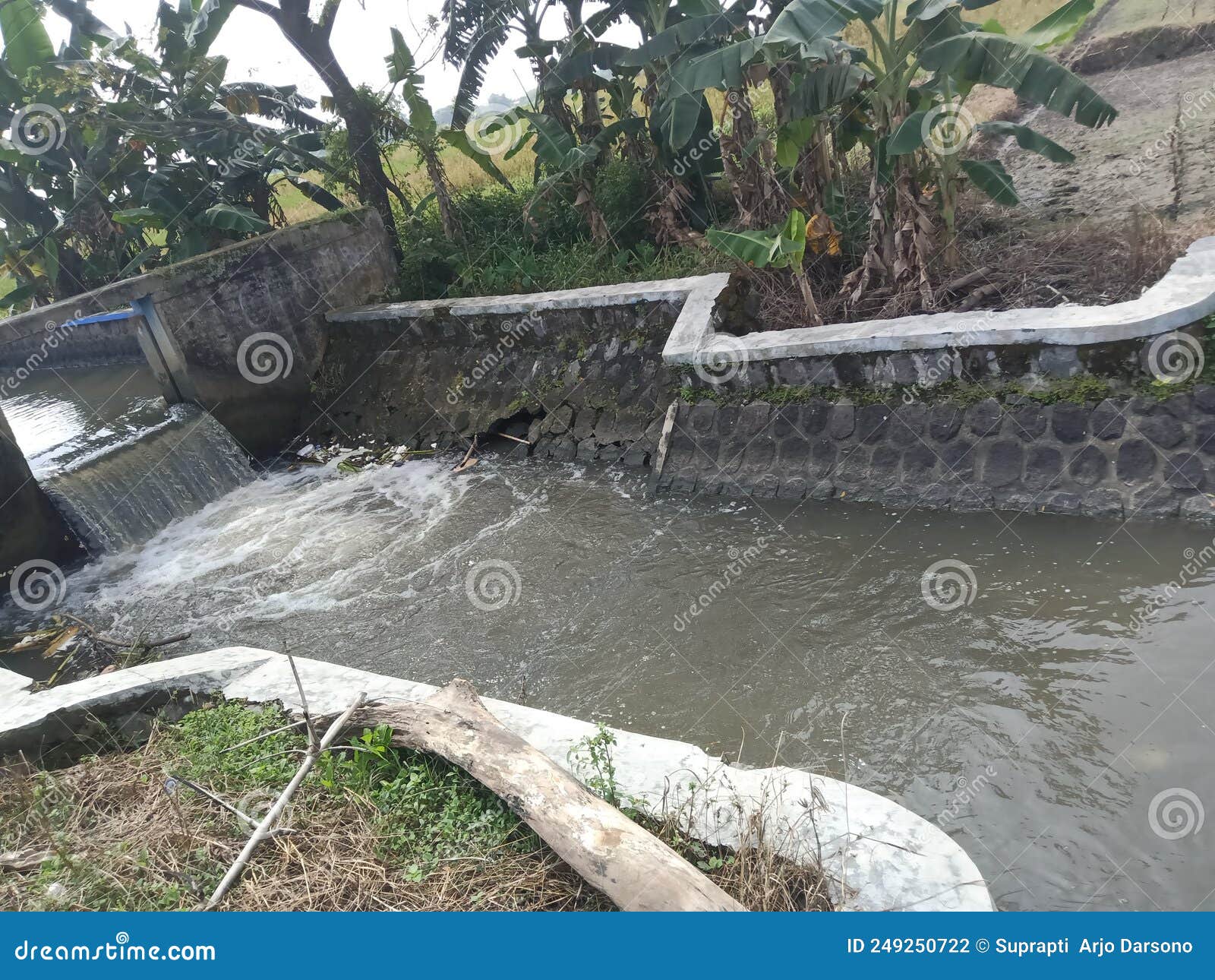 Embankment on the River for Irrigation of Rice Fields on the Side of ...
