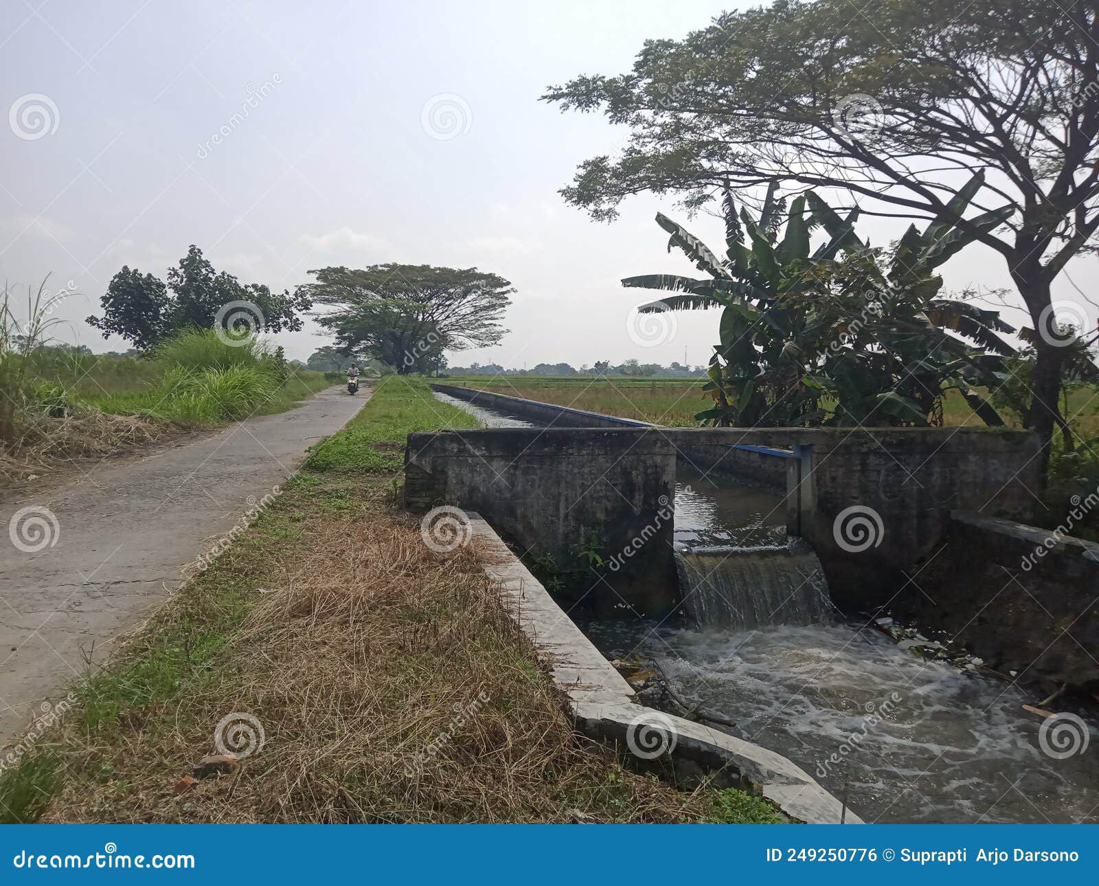 Embankment on the River for Irrigation of Rice Fields on the Side of ...