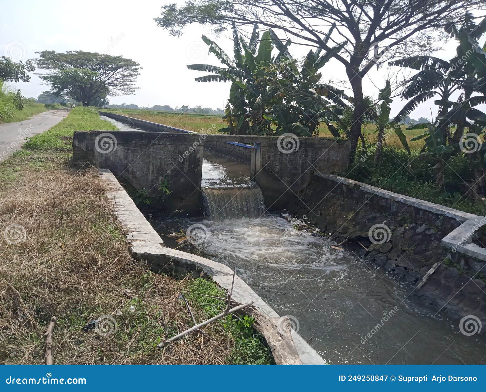 Embankment on the River for Irrigation of Rice Fields on the Side of ...