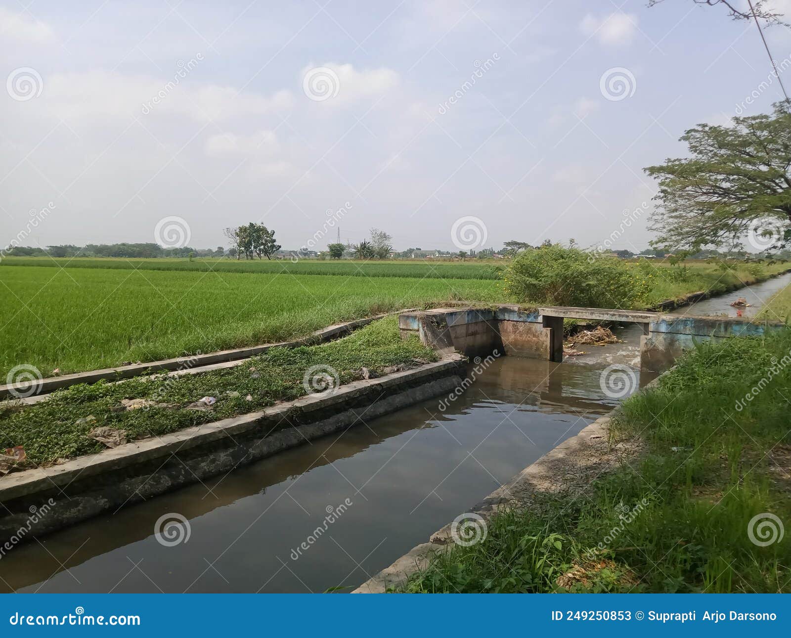 Embankment on the River for Irrigation of Rice Fields on the Side of ...