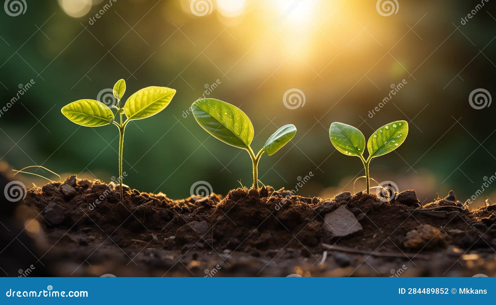 Tree Growth in Three Steps in Nature Stock Illustration - Illustration ...