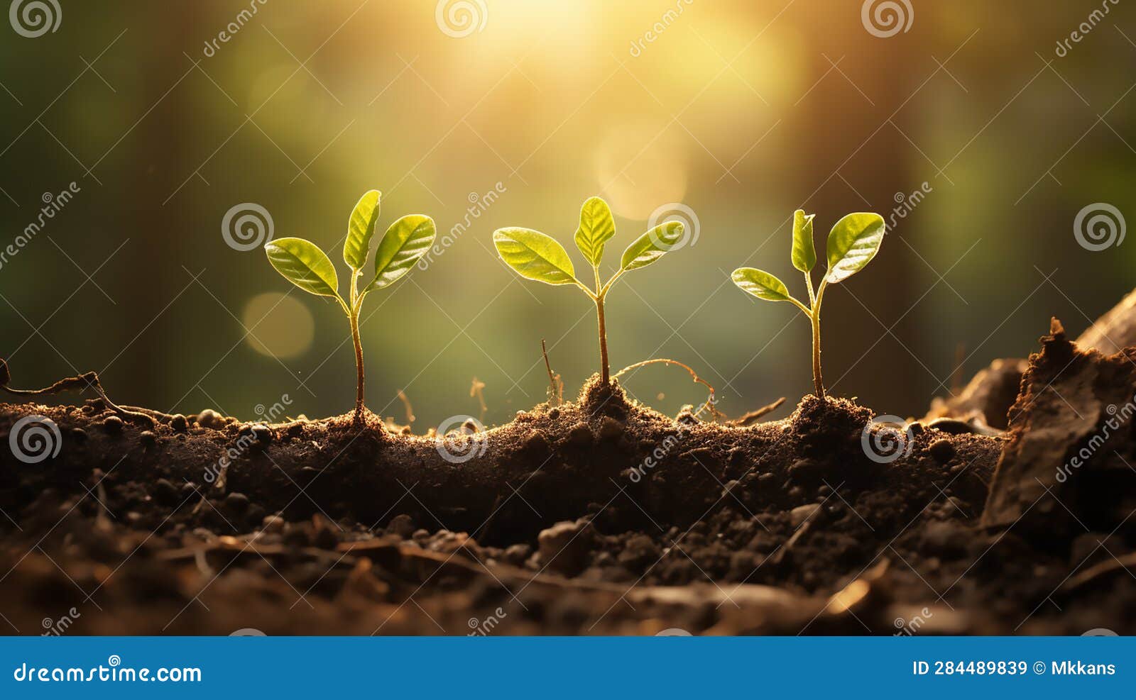 Tree Growth in Three Steps in Nature Stock Illustration - Illustration ...