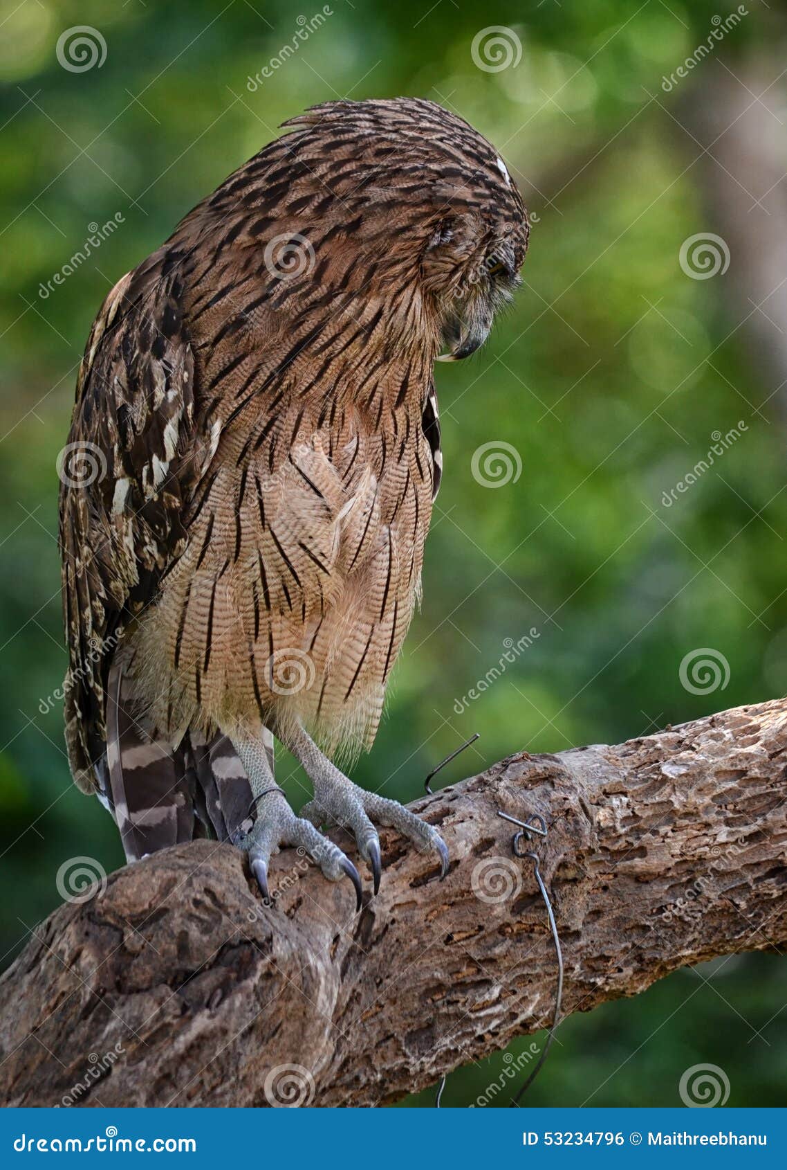 Embarrassed owl stock photo. Image of unknown, anonymous - 53234796