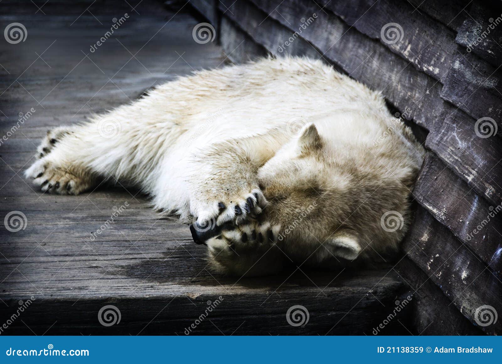 Embarrassed Polar Bear stock image. Image of tired, bear - 21138359