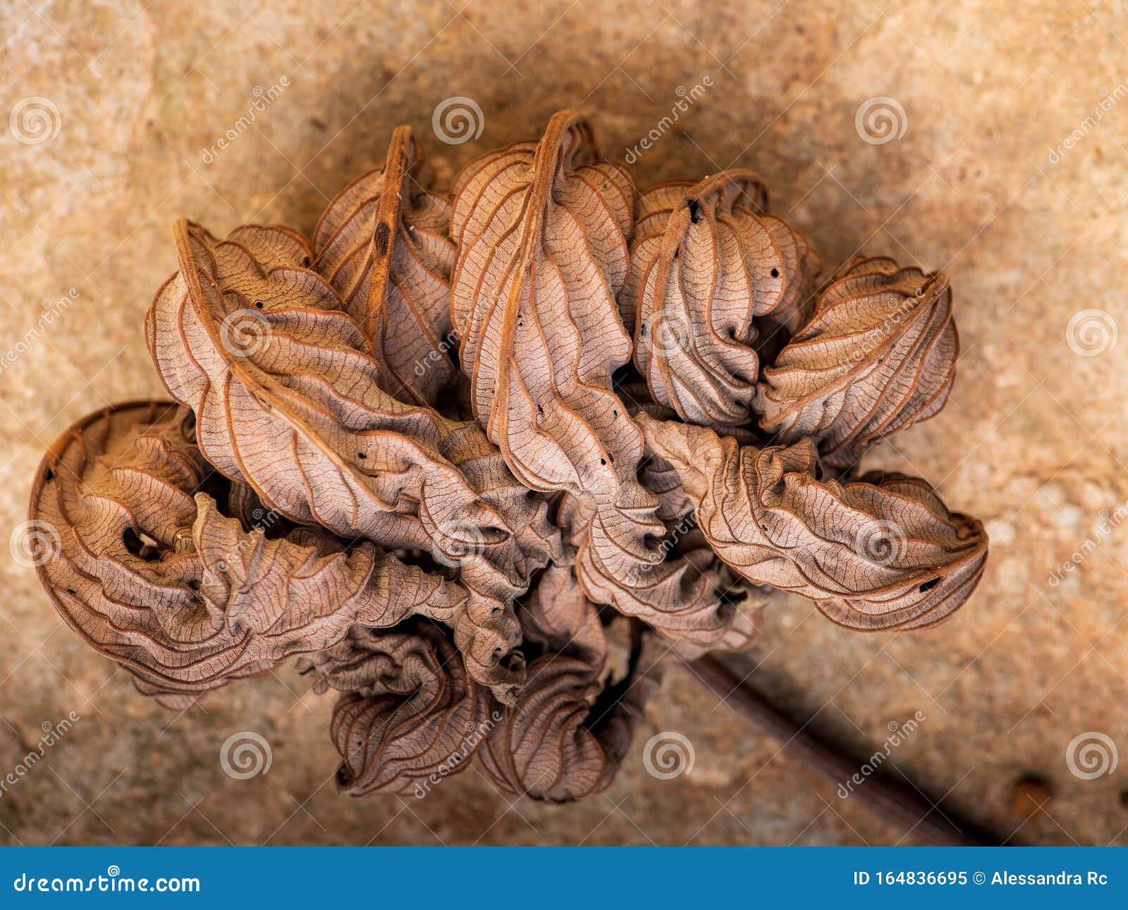 Leaf Front Side Of Peepal Tree, Ficus Religious From Fig Family Royalty ...