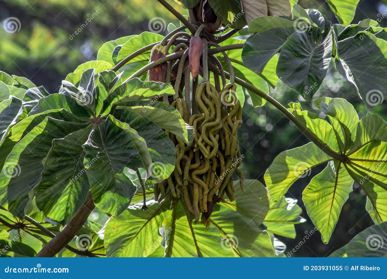 Embauba Tree on Atlantic Rainforest Stock Image - Image of nature, leaf ...