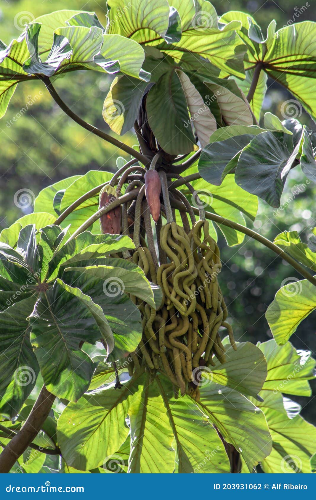 Embauba Tree on Atlantic Rainforest Stock Photo - Image of botany, leaf ...