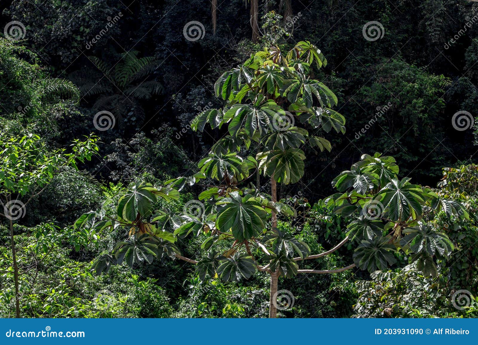 Embauba Tree on Atlantic Rainforest Stock Photo - Image of bough, green ...