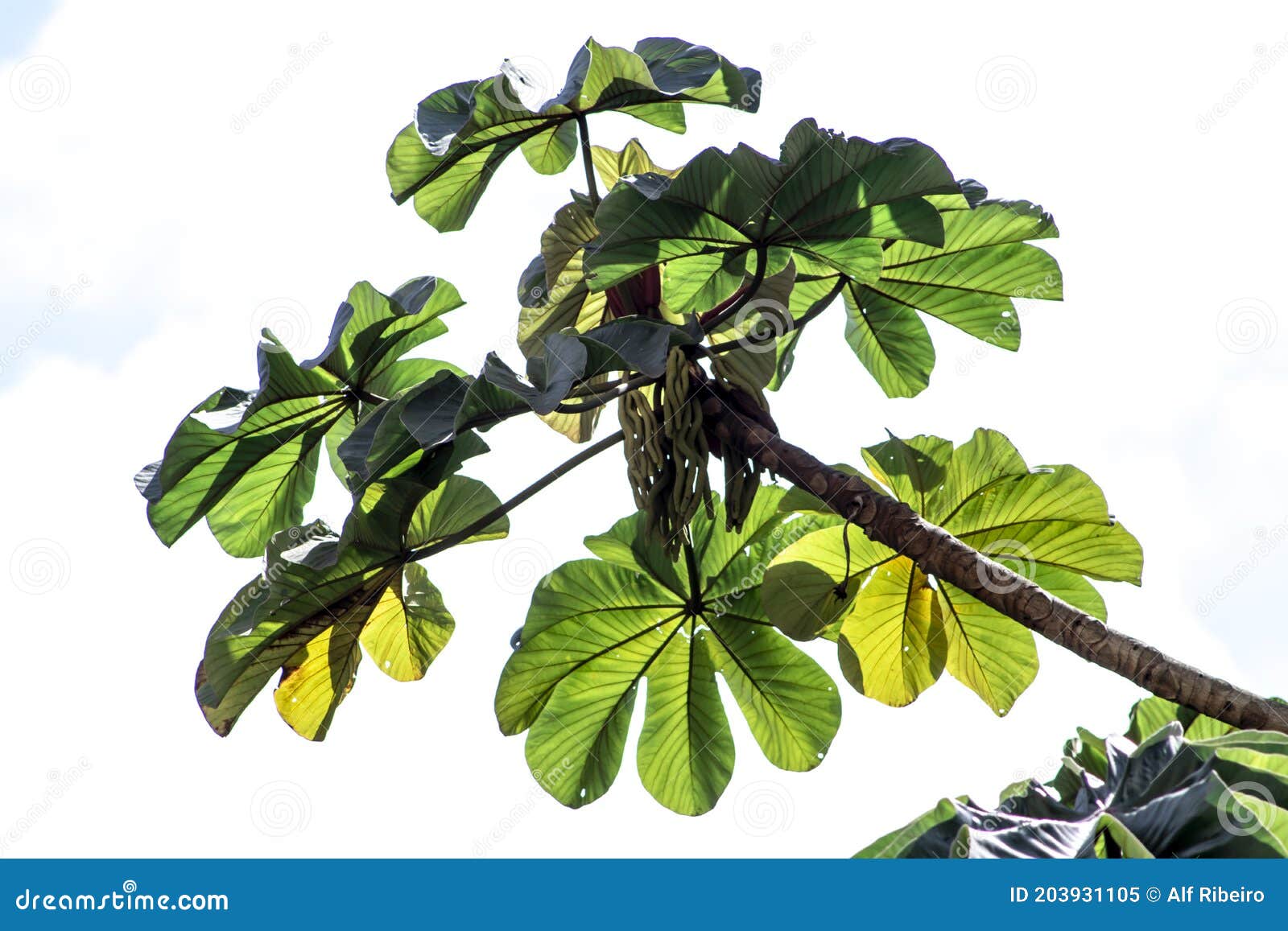 Embauba Tree on Atlantic Rainforest Stock Image - Image of nature ...