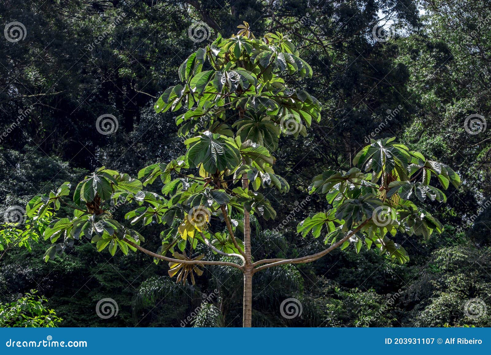 Embauba Tree on Atlantic Rainforest Stock Image - Image of nature ...