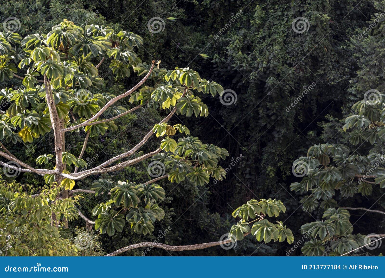Embauba Tree on Atlantic Rainforest Stock Photo - Image of green ...