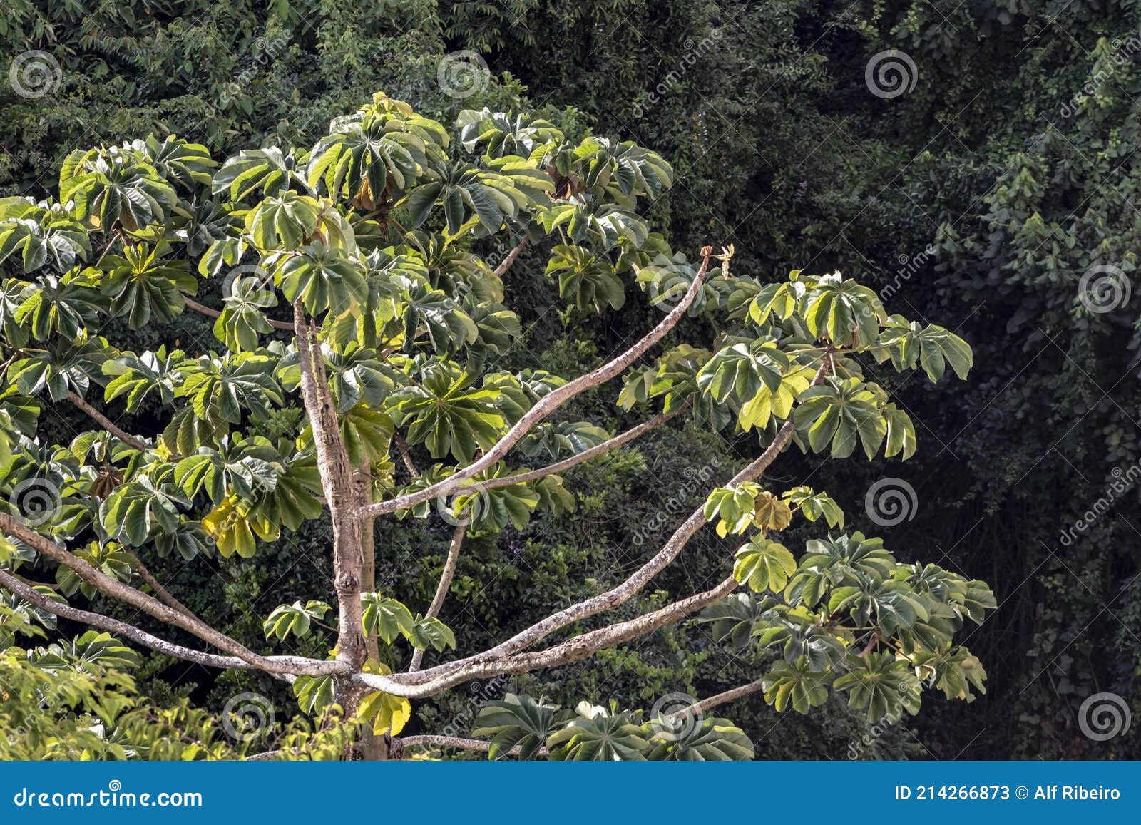 Embauba Tree on Atlantic Rainforest Stock Image - Image of forest ...