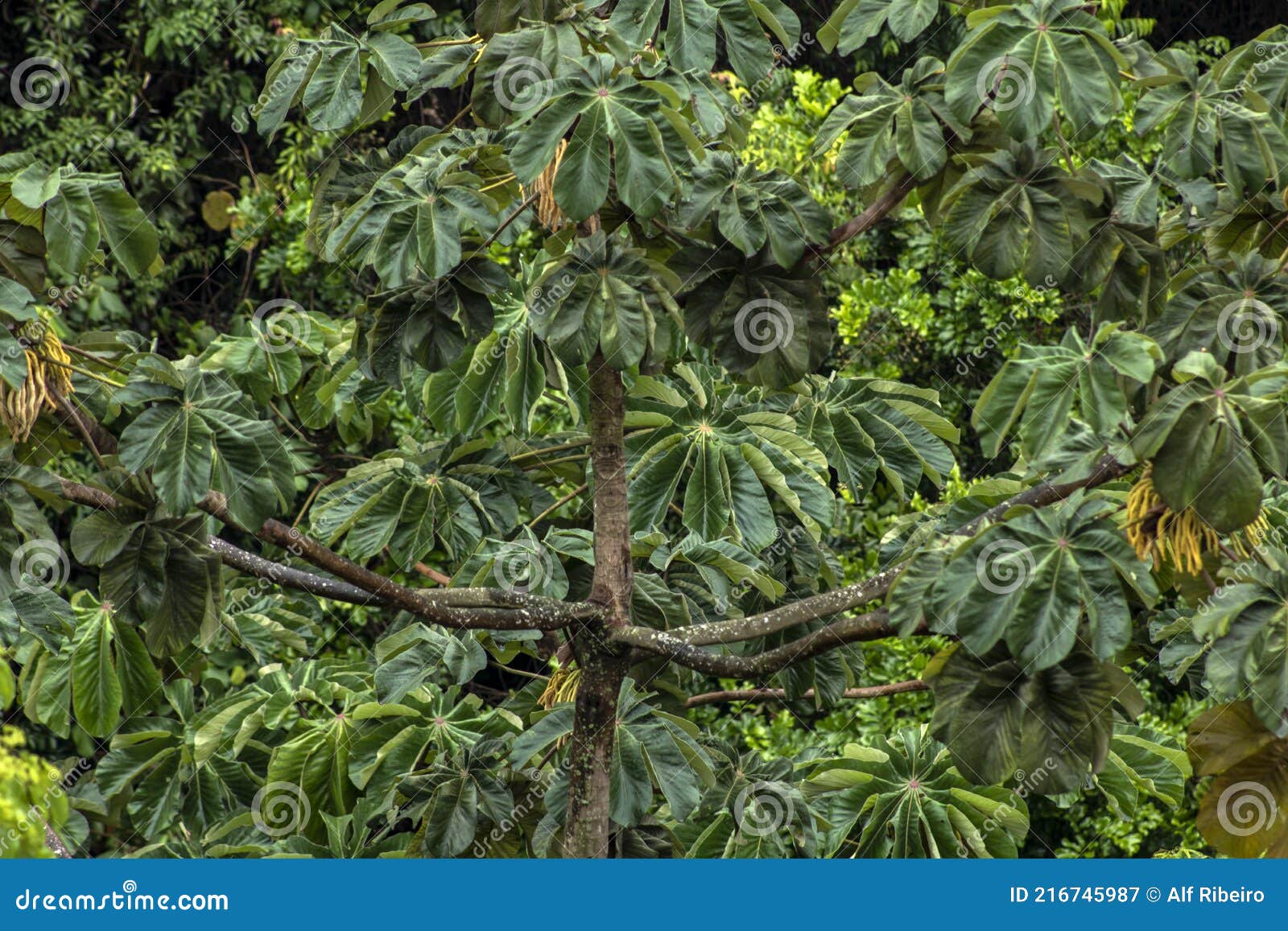 Embauba Tree on Atlantic Rainforest Stock Image - Image of ornamental ...