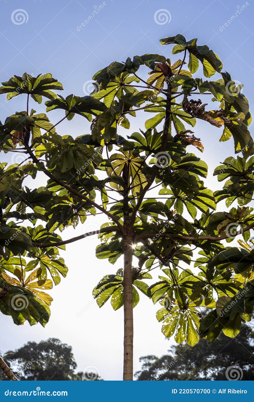Embauba Tree on Atlantic Rainforest Stock Photo - Image of fruit ...