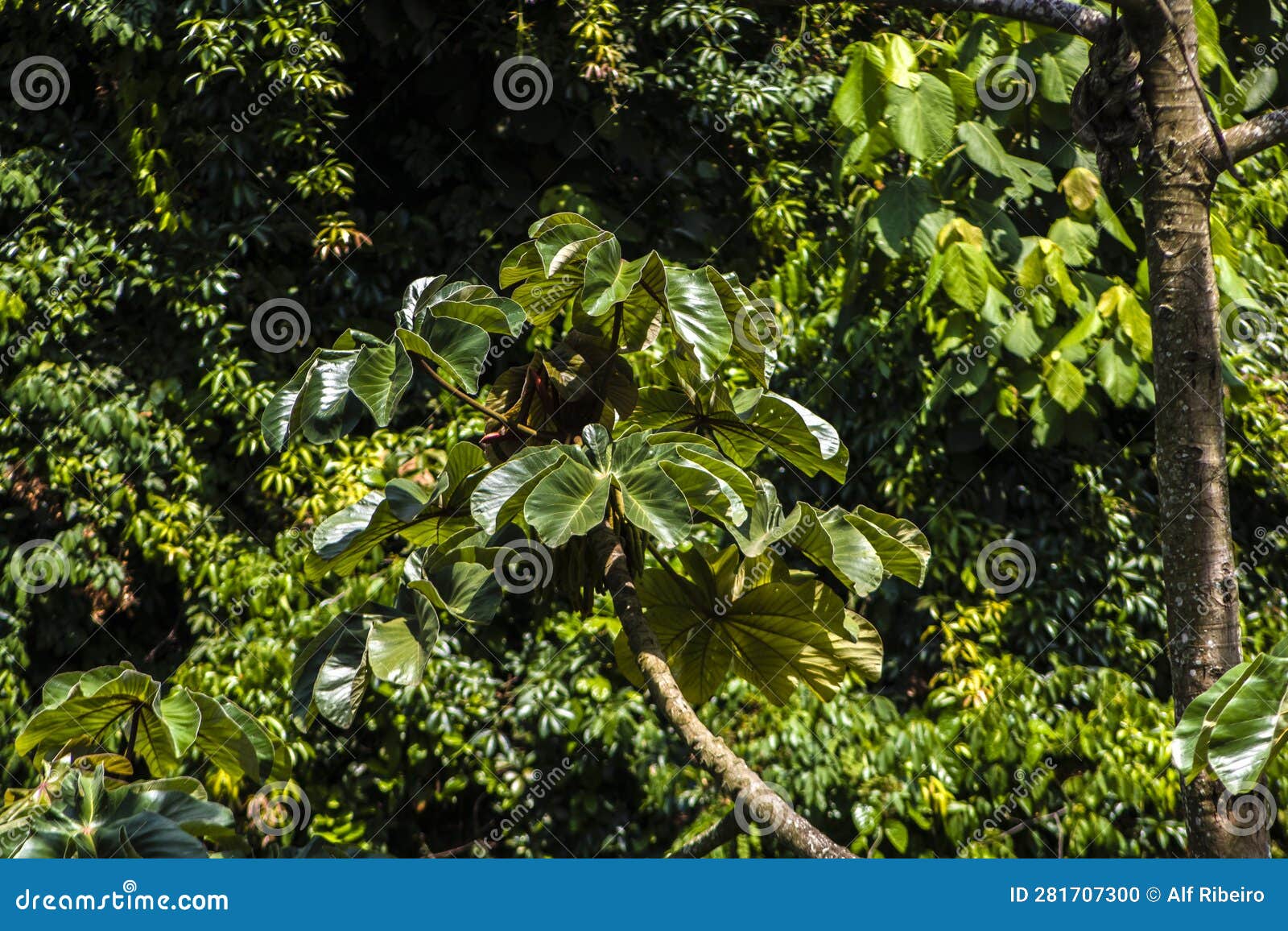 Embauba Tree on Atlantic Rainforest Stock Photo - Image of grove ...