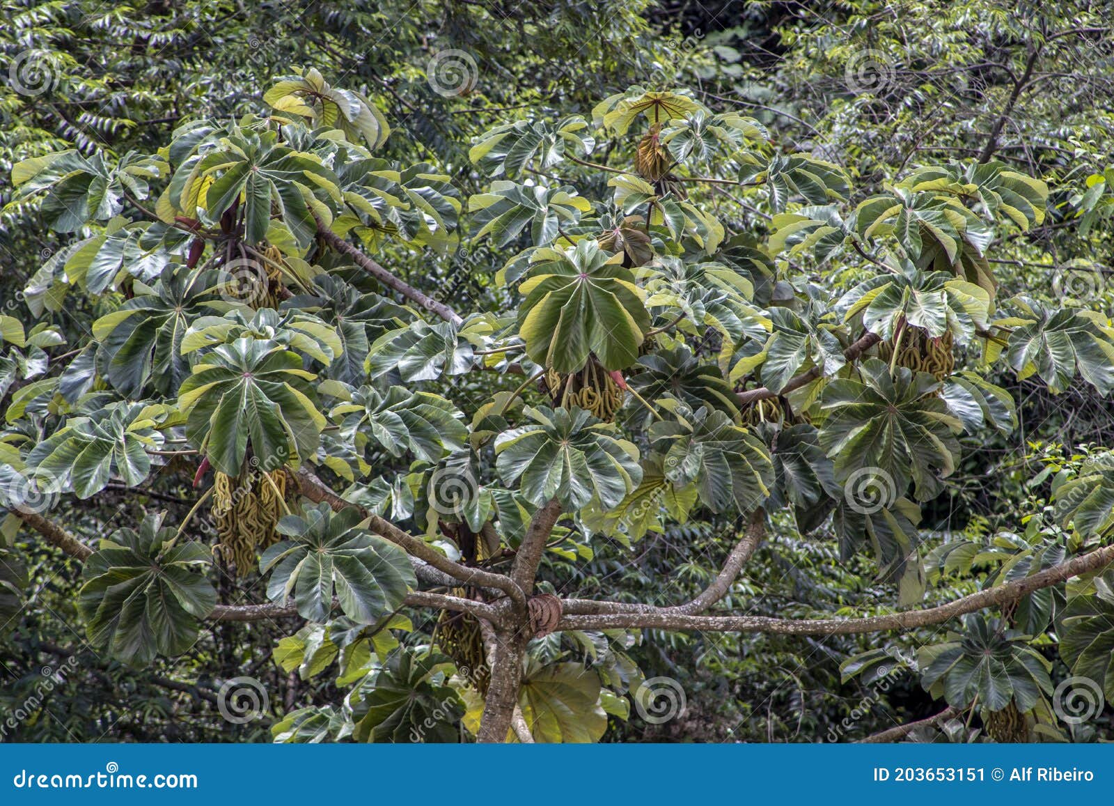 Embauba Tree on Atlantic Rainforest Stock Image - Image of embauba ...
